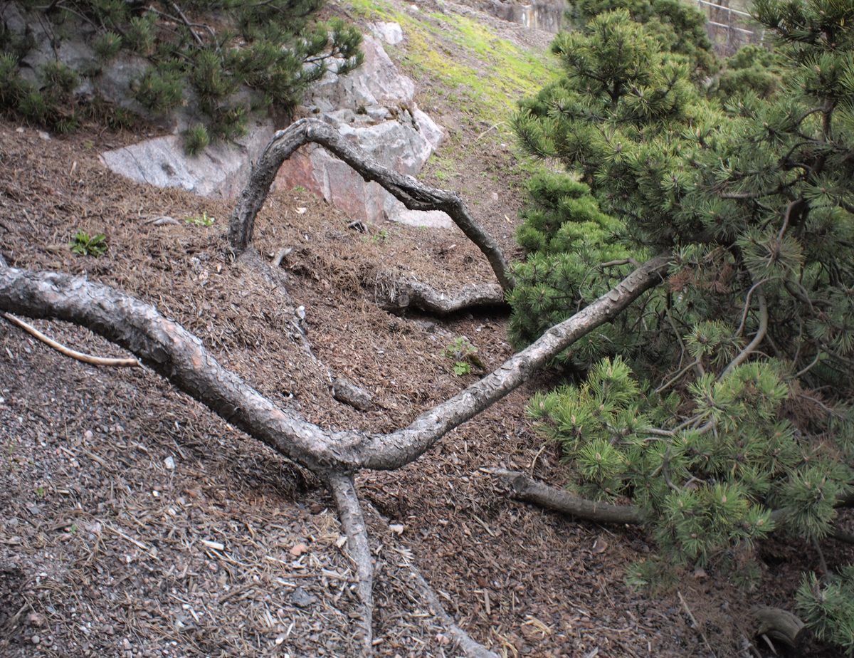 P. Rannikon lievä maailma – No ei kyllä näin. Taas.